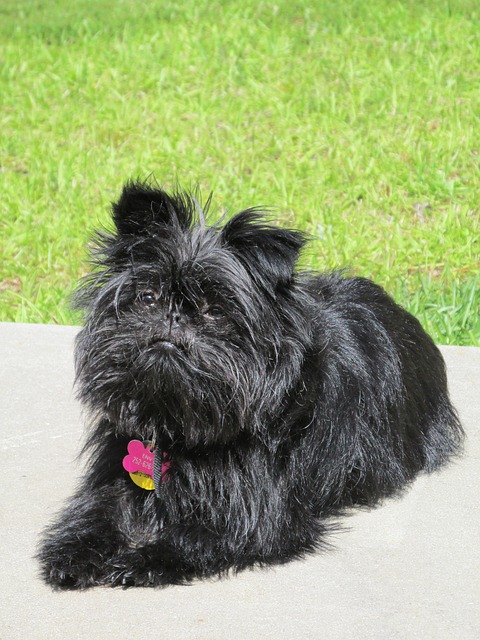 Dog Shedding Brush: Carding or Hand-Stripping | EquiGroomer