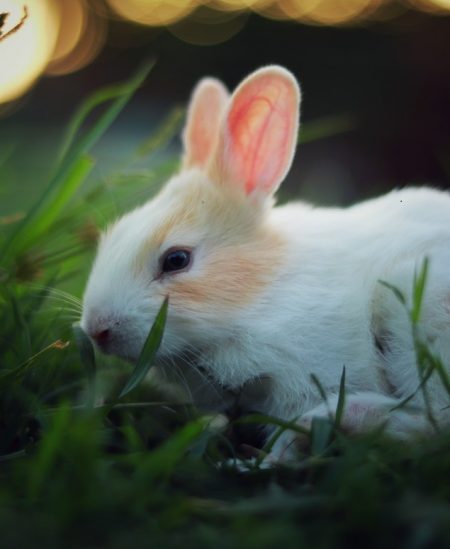 9 Tips to Protect Your Rabbit From the Heaet| EquiGroomer
