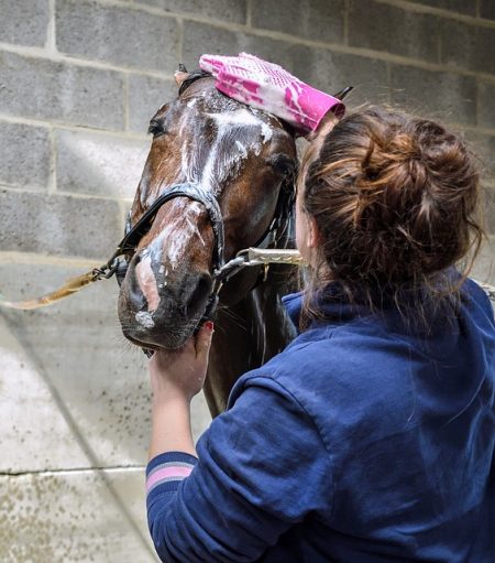 What to Know About Horse Bathing | EquiGroomer