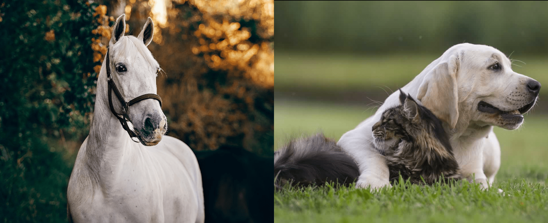 Horse and Pet Grooming Tools | EquiGroomer | EasyGroomer